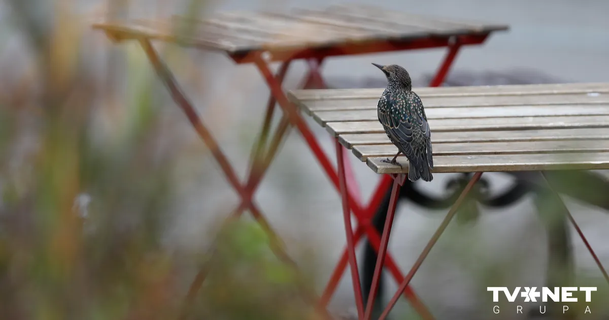 Ornitoloģijas biedrība par 2025. gada putnu izvēlas mājas strazdu
