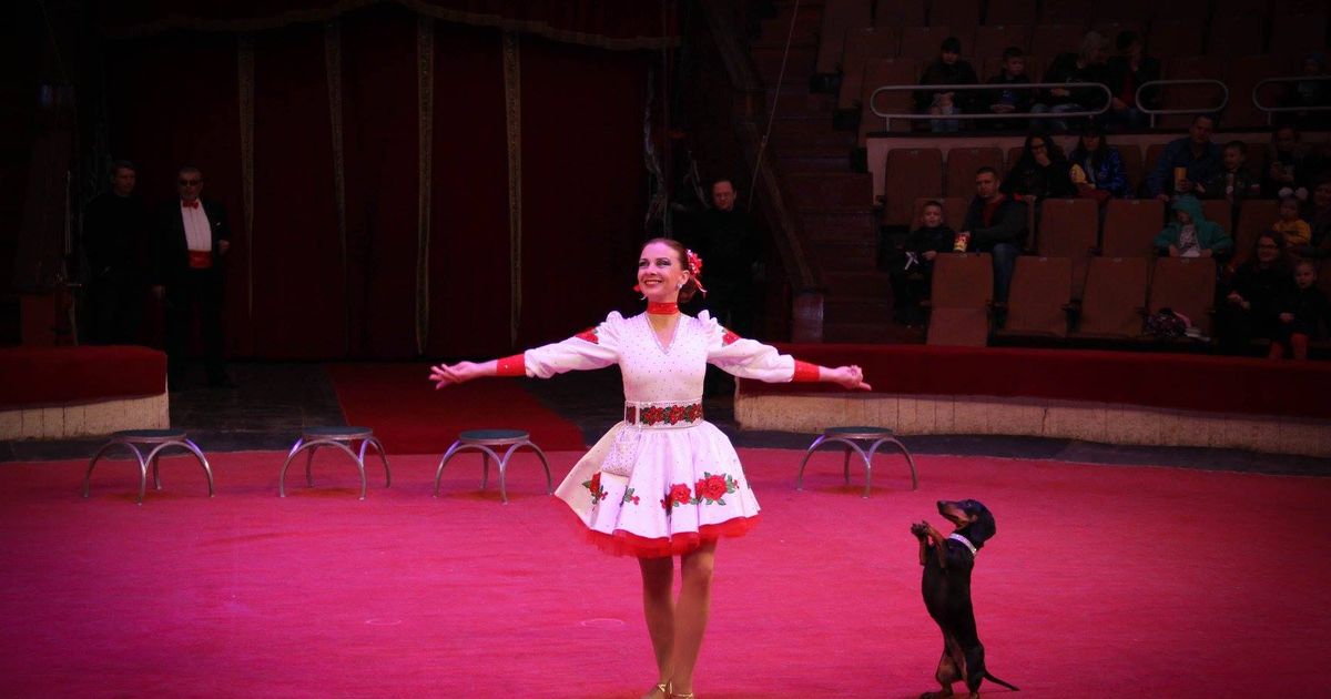 Türile jõuab tsirkusetelk