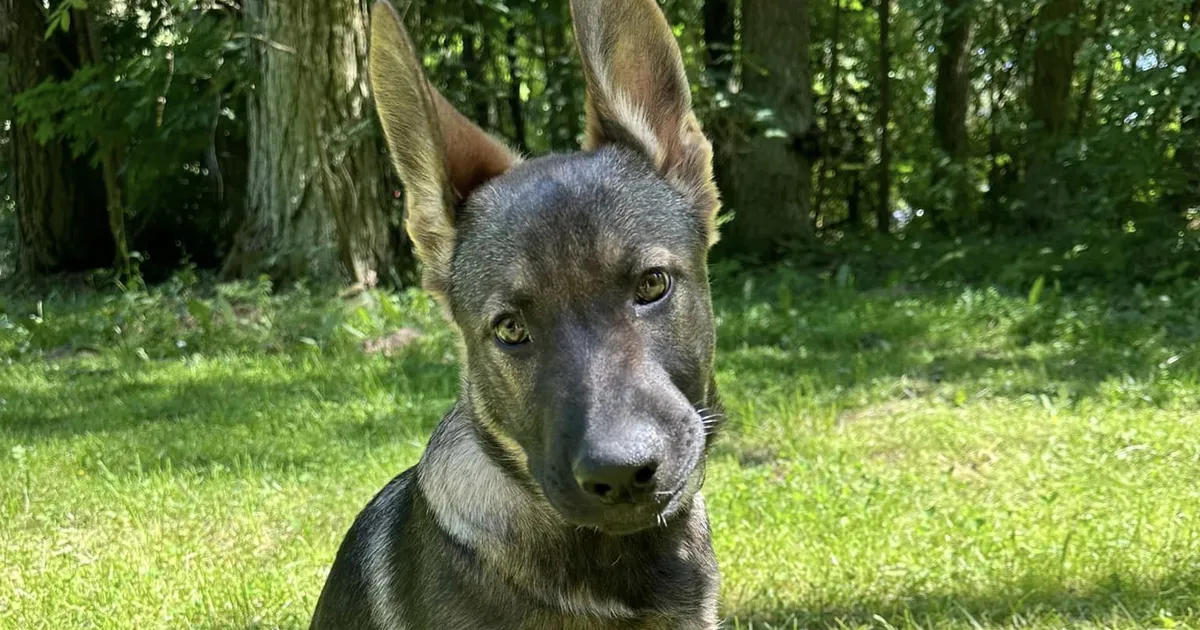 NUNNU GALERII Lõuna prefektuuriga liitus noor politseikoer