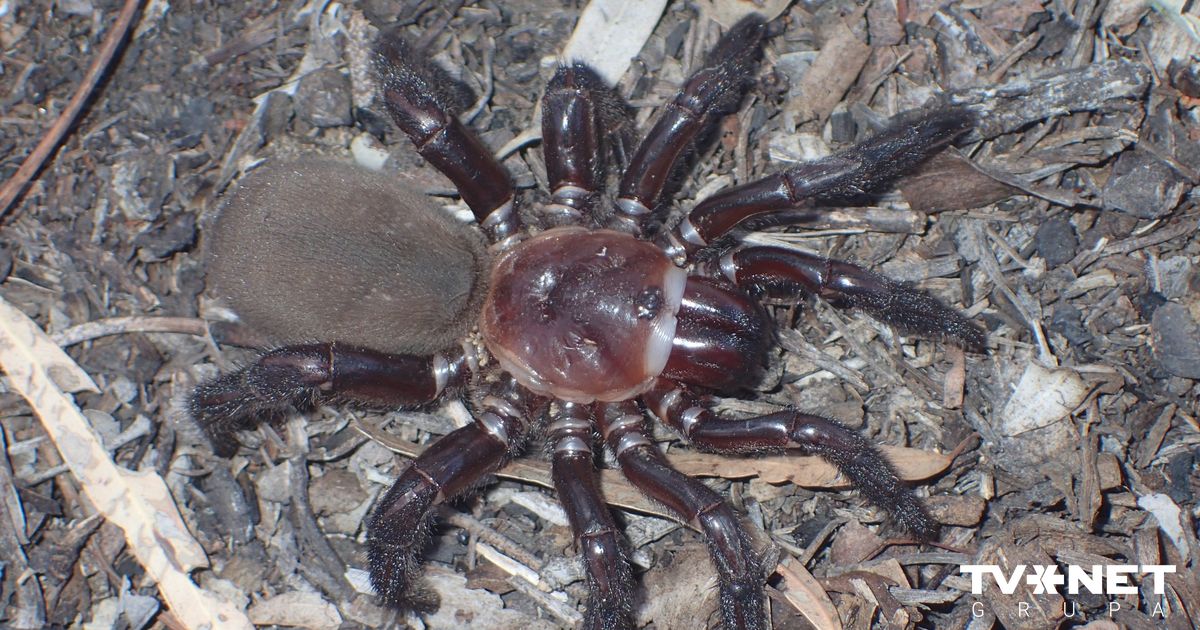 Austrālijā atrasts gigantisks zirneklis
