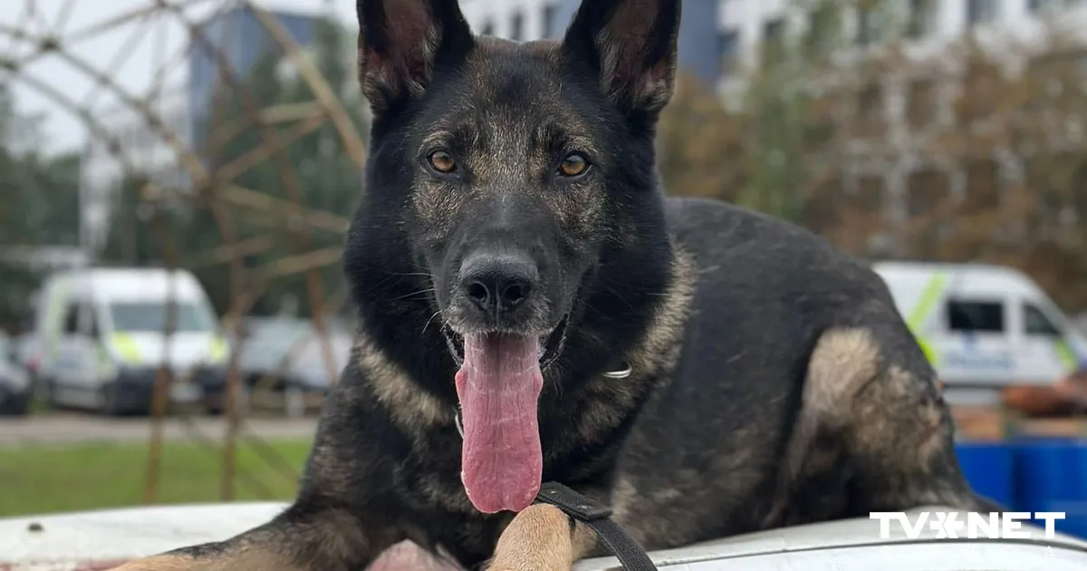 FOTO Valsts policijas kinologs ar dienesta suni Pedro Ķekavas novadā ...