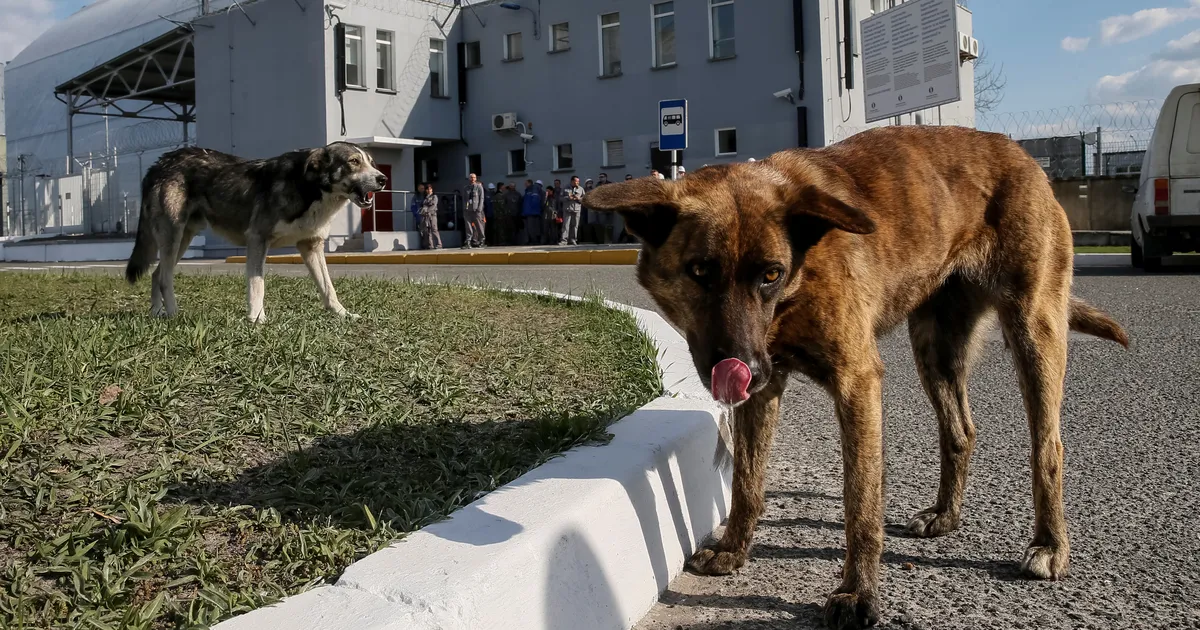 Tšornobõli tuumaelektrijaama lähistel elavad sajad hüljatud koerte ...