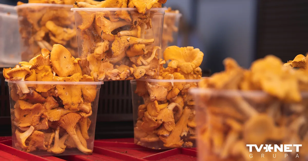 VIDEO Centrāltirgū nopērkamas pirmās gailenes! Tās gan ne katram būs pa ...