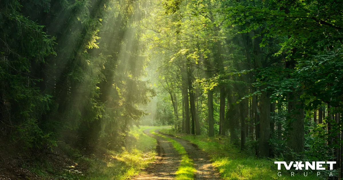 FOTO Skaistākie dabas objekti un takas Latvijas mežos