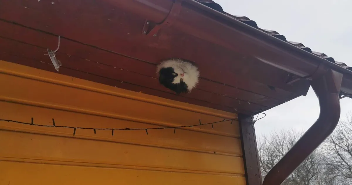 Kass Paksu jäi maja räästasse kinni