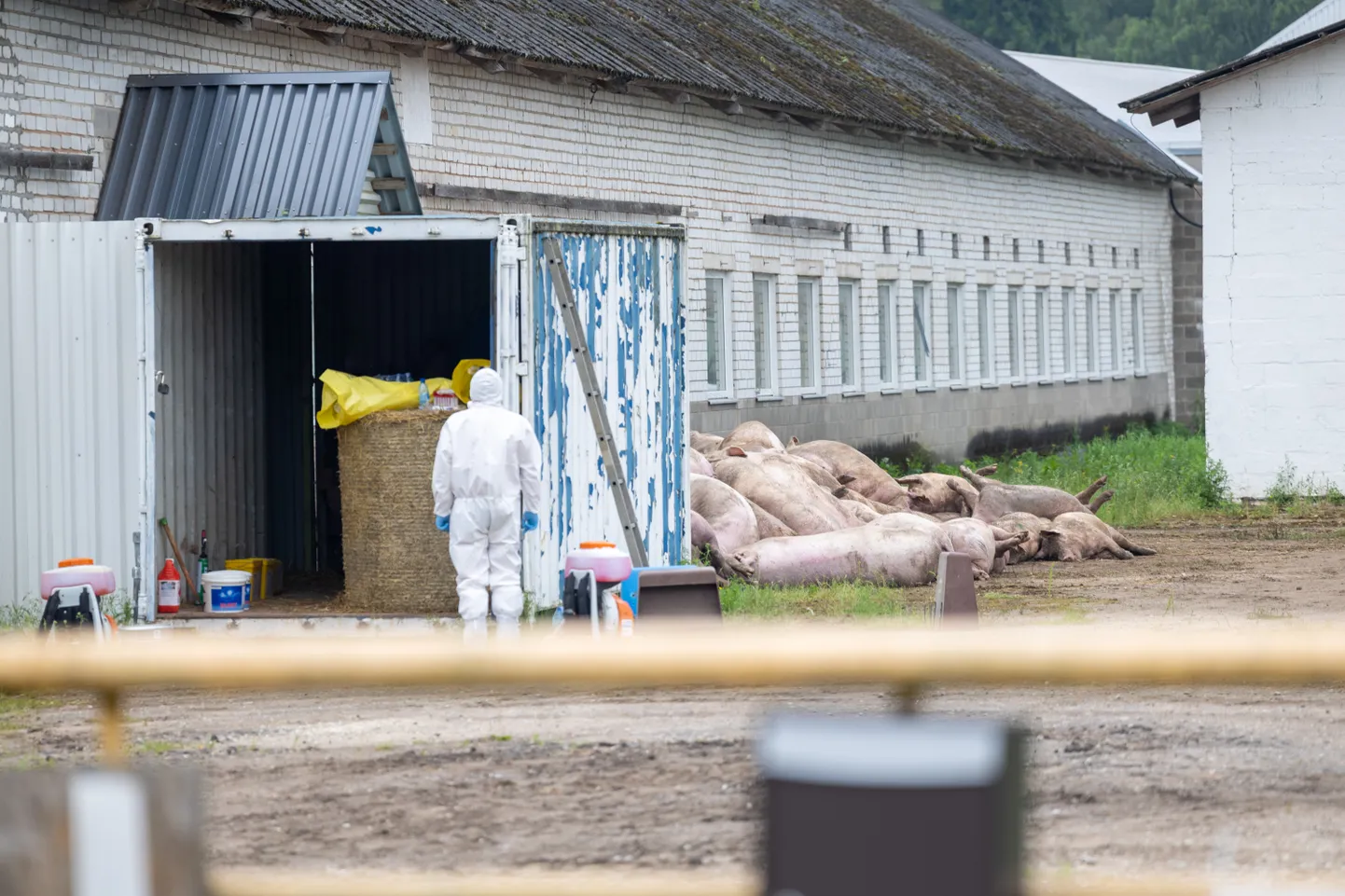 Kes tõi katku seafarmi? Kohalik näitab näpuga PTA ametniku poole, farm ...