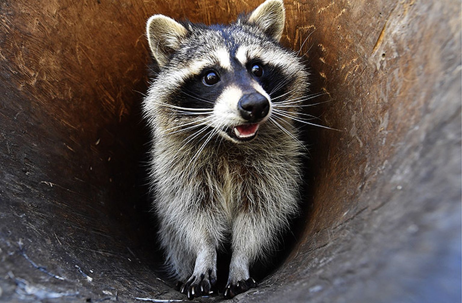 Resnu vēderu, īsām kājām, smird, bet … skaists! Līgatnes dabas takās ...