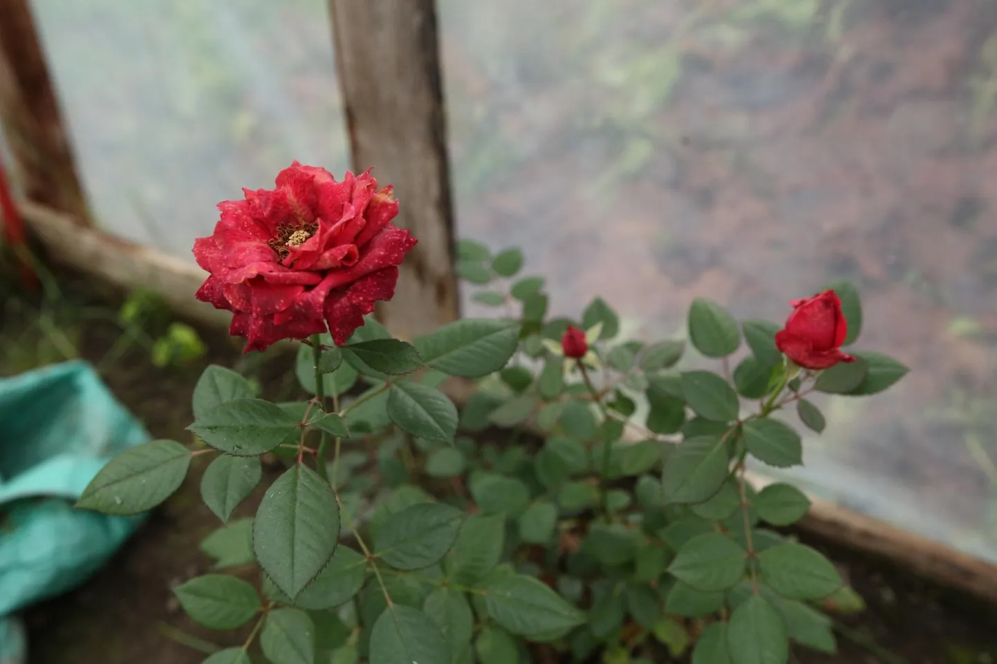 Roosike neljandaks advendiks