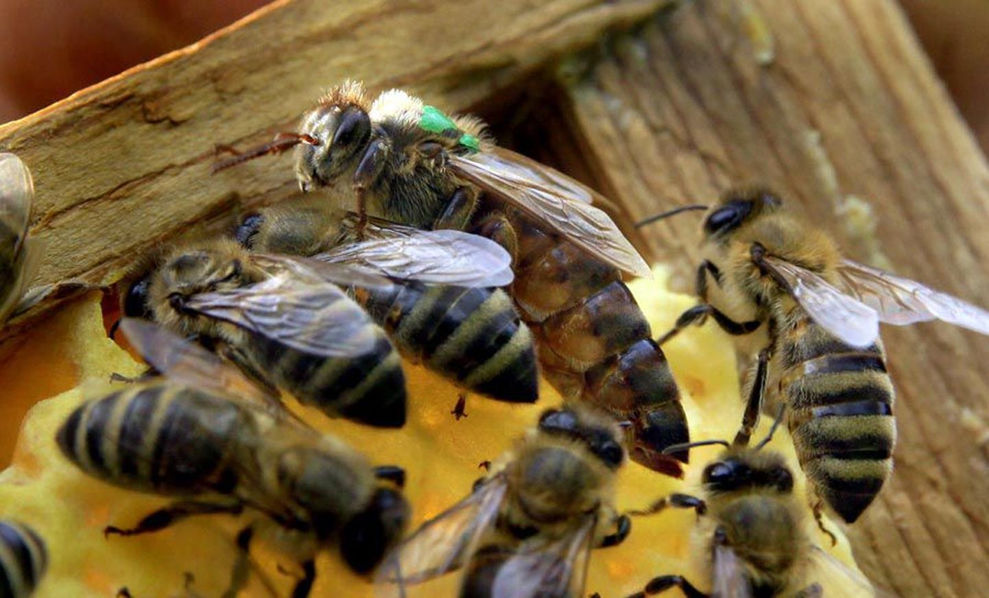Tallinna linnaruum on täitunud ründavate herilastega: peamiseks ...