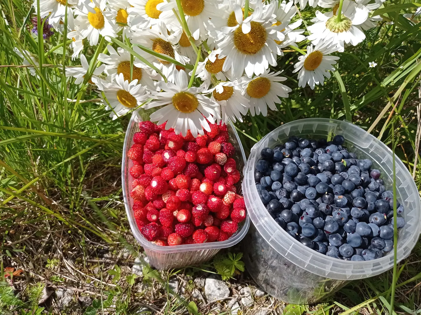 Metsamarjad tulevad korilastele sel suvel raskelt kätte