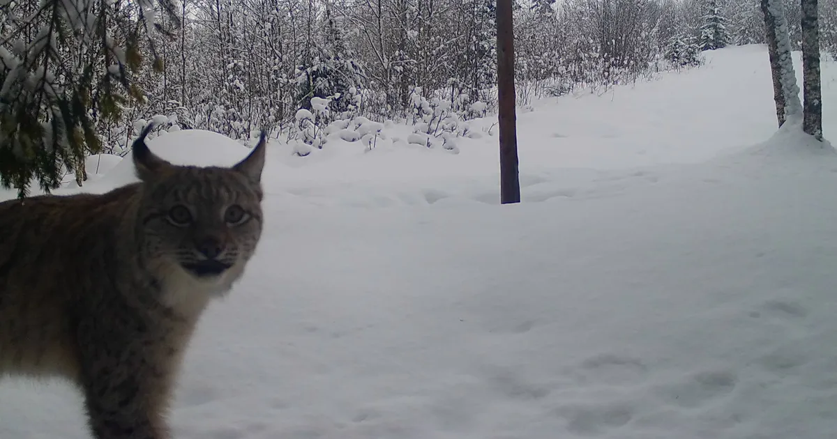 ILVESTE PULMAAEG Rakvere ilvesed poseerivad nagu Tinderi jaoks