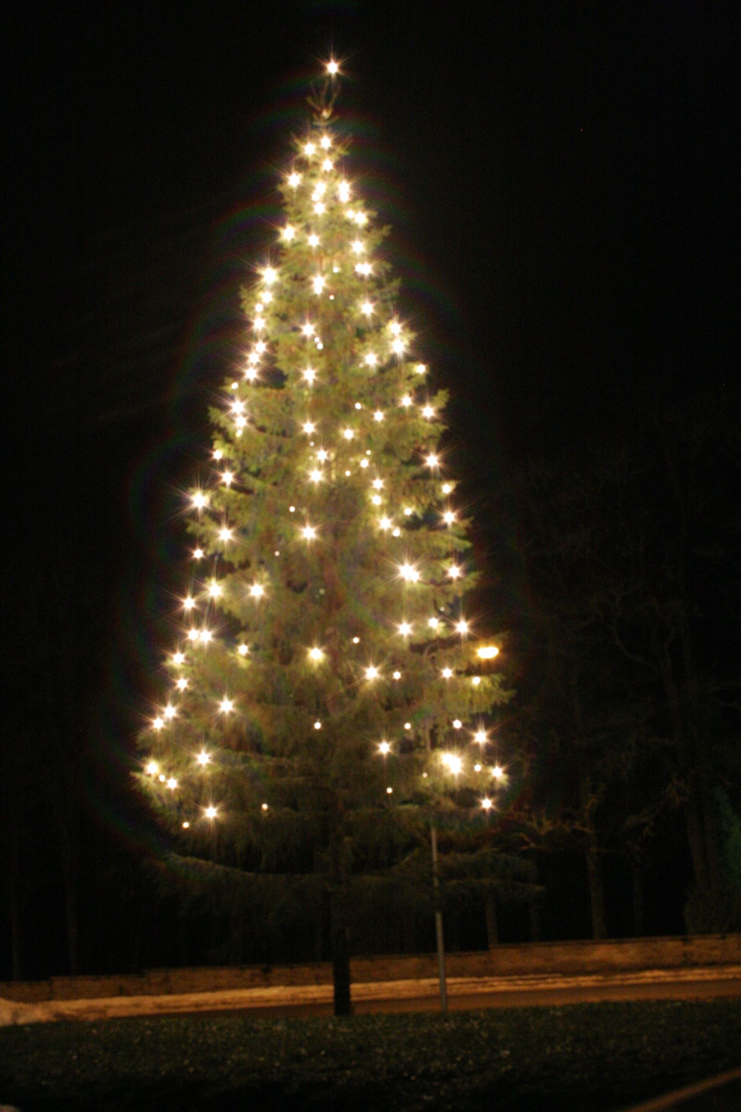 Riigimets ootab jõulukuuse valijaid