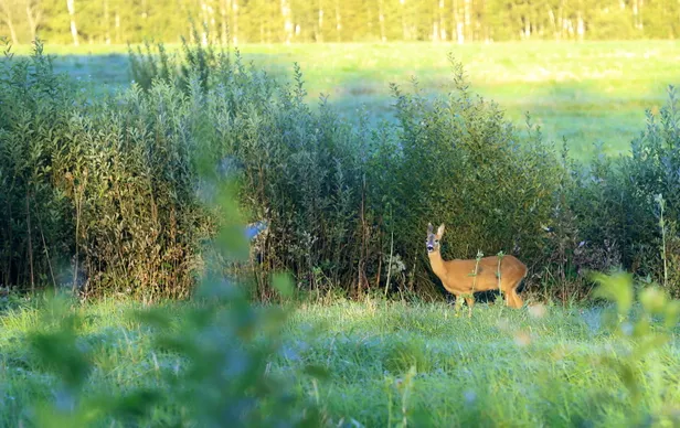 PUUST JA PUNASEKS Kas Bambi on kitsetall või hirvevasikas?