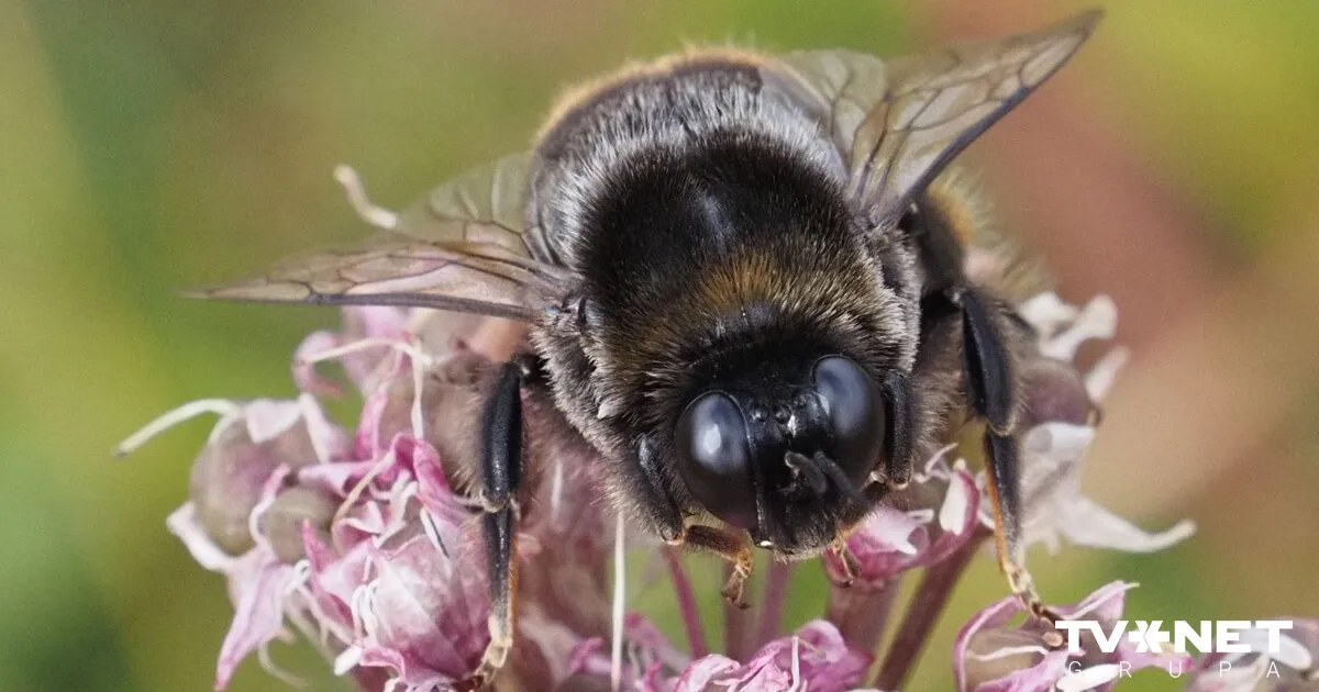 2024. gada kukainis ir lielacu kamene