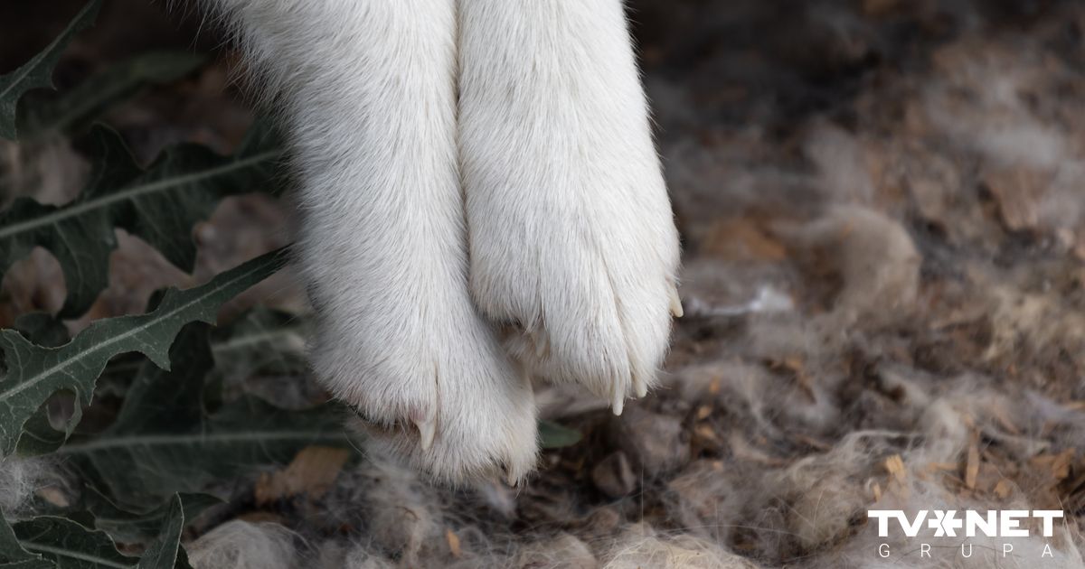 Latvijas veterinārārsti pauž neizpratni par iecietību pret dzīvnieku ...