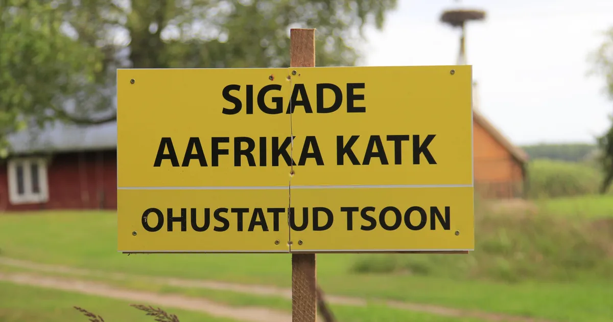 OLUKORD ON HALB Sigade Aafrika katk levib Lõuna-Eestis jõudsalt