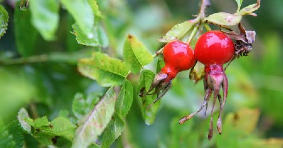 Taimetark: Metsamarjad ootavad noppijat - Taimetark - Maa Elu