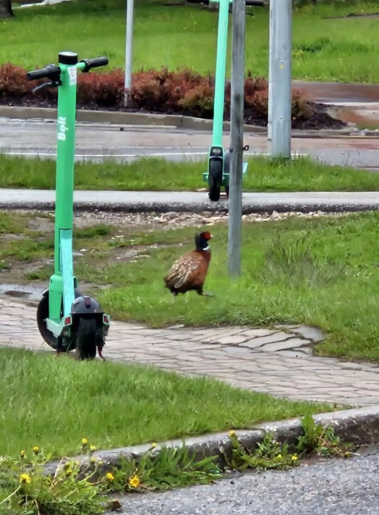 FOTO Võrus jalutas kaupluse juures ringi pilkupüüdev suleline: läks ...