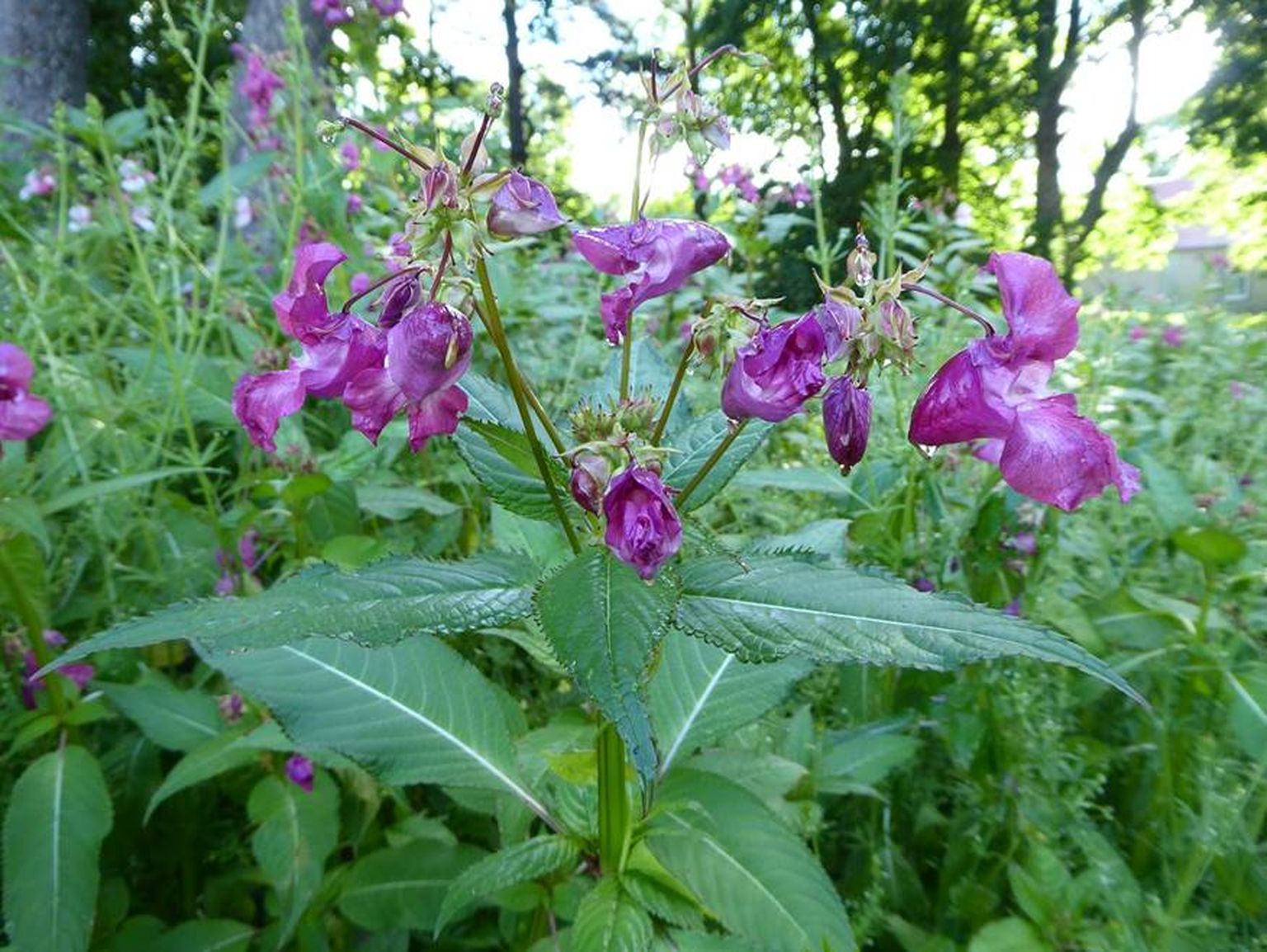 Kaunis, kuid ohtlik verev lemmalts kuulub hävitamisele