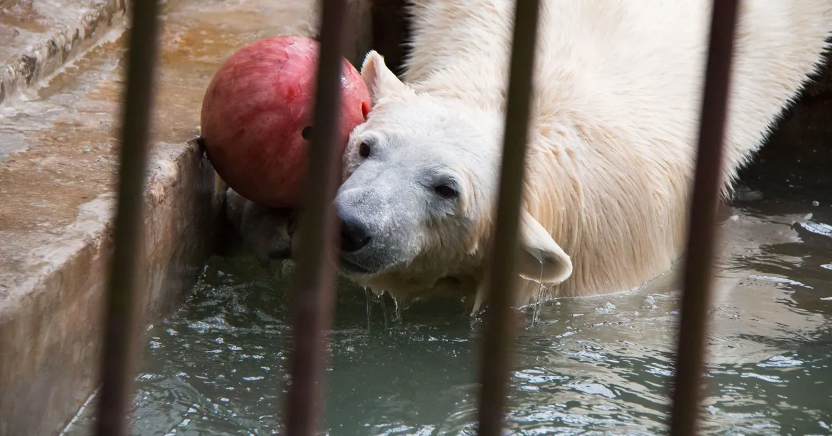 Mati Kaal: kui järgmisel aastal polaariumi ehitust ei alustata, viiakse ...