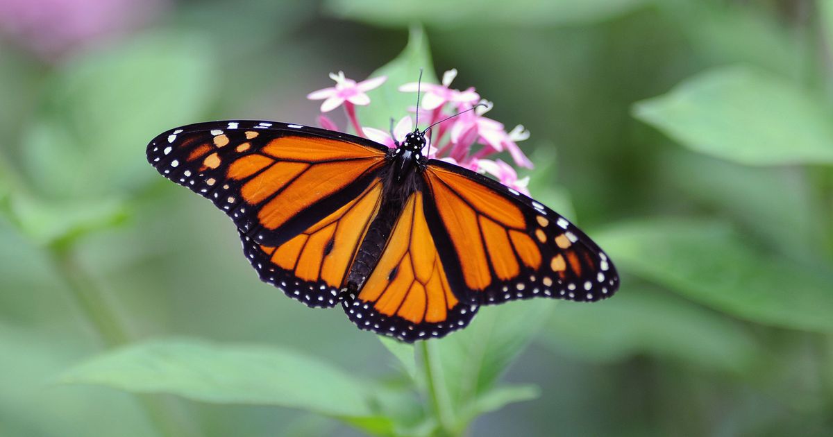 Video: just niimoodi saab röövikust kaunis liblikas