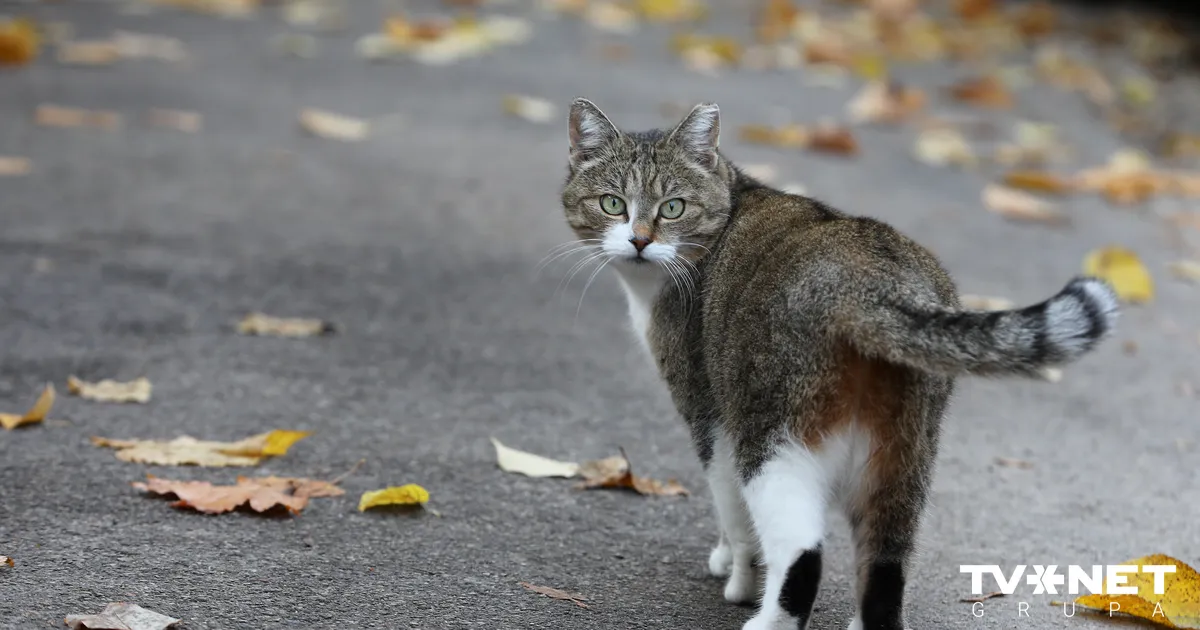 Nākamnedēļ sāksies astronomiskais rudens