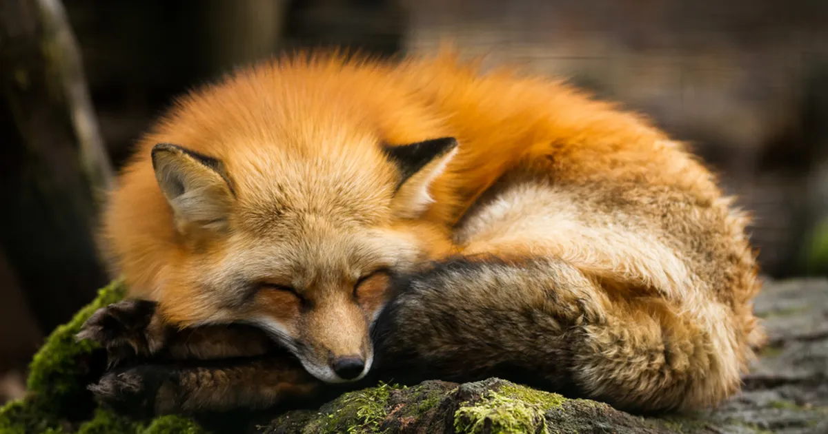 Pere ostetud kutsikas osutus rebaseks, kes sõi ära naabri kanad ja merisead