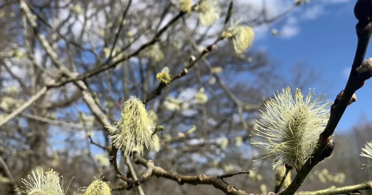 LOODUSKALENDER Muru kasvab kuuldavalt ja sääsed tikuvad tuppa
