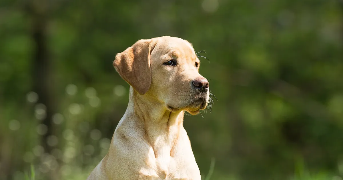 LEMMIKLOOM Labrador – oh seda ülevoolavat rõõmu!