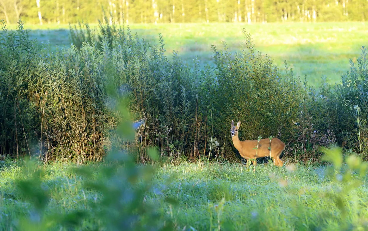 PUUST JA PUNASEKS Kas Bambi on kitsetall või hirvevasikas?