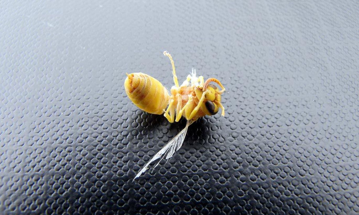 Herilane võis kaotada värvi mitmel põhjusel - Paberleht - Tasuline - Sakala