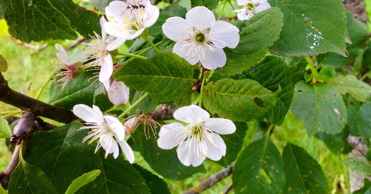 PÄEVAPILT Ka sel aastal õitseb kirss septembris