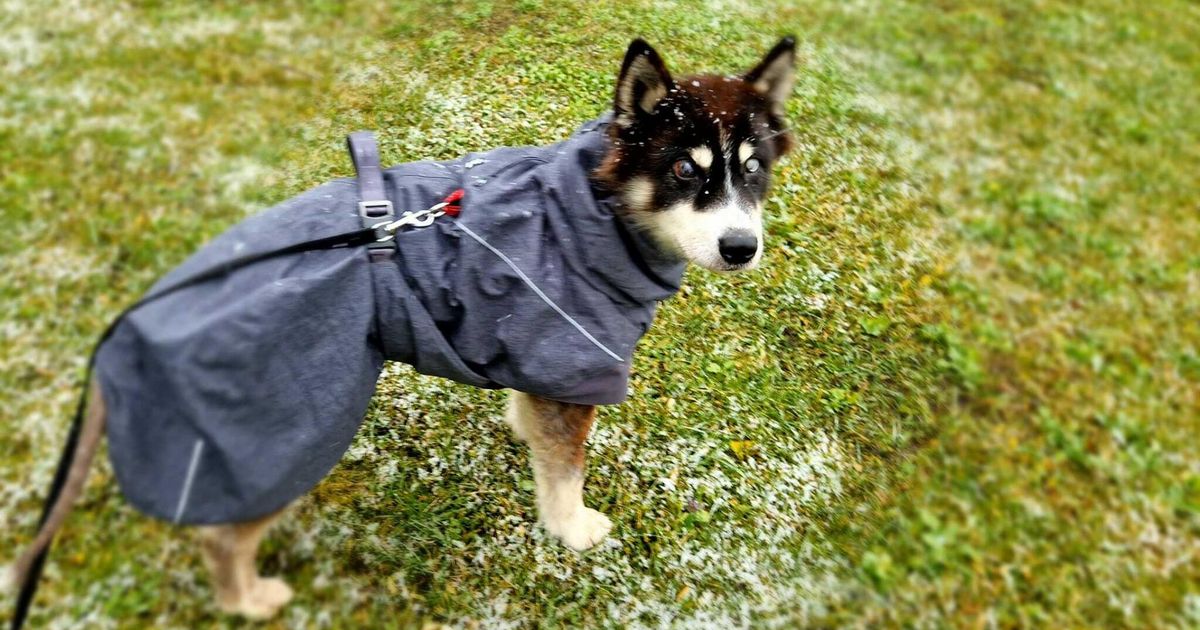 Pimedaks jäänud eakas koer otsib omainimest ja kodu