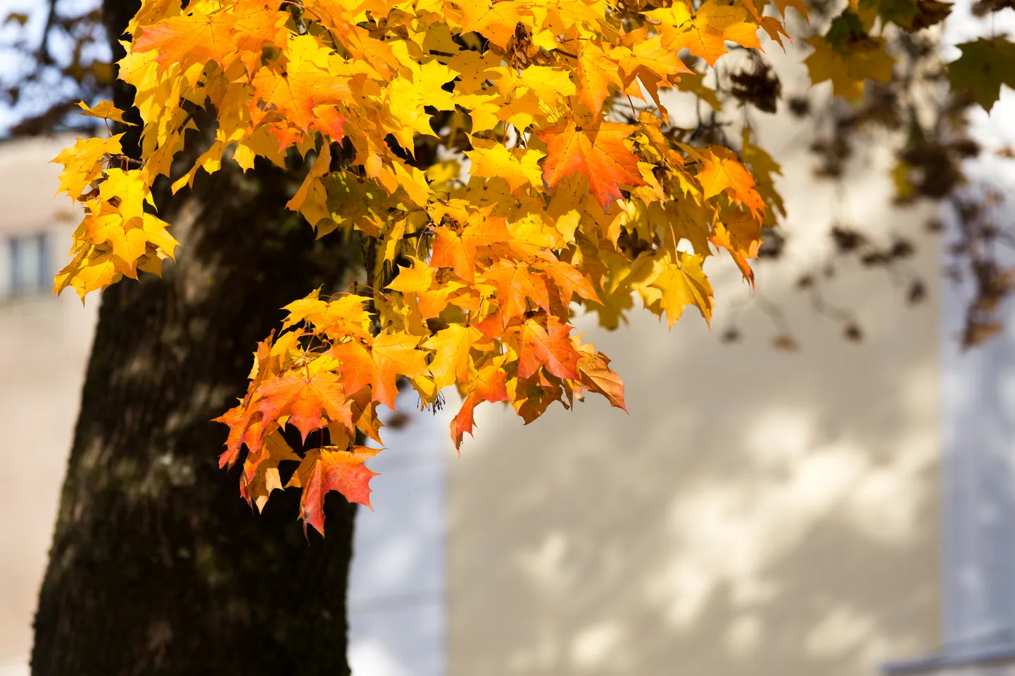 Nädala lõpu poole tuleb kuni 10 kraadi sooja