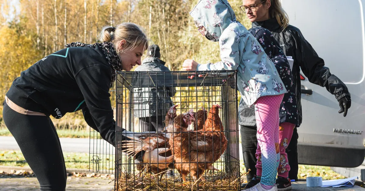 PUURIKANADELE APPI Rängas seisus sulelised veterinaari juurde, teised ...