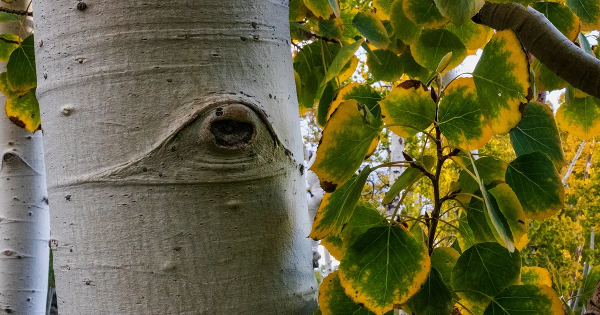 Maailma kõige suurem puu ei vasta ühelegi ootusele, vaid purustab need kõik