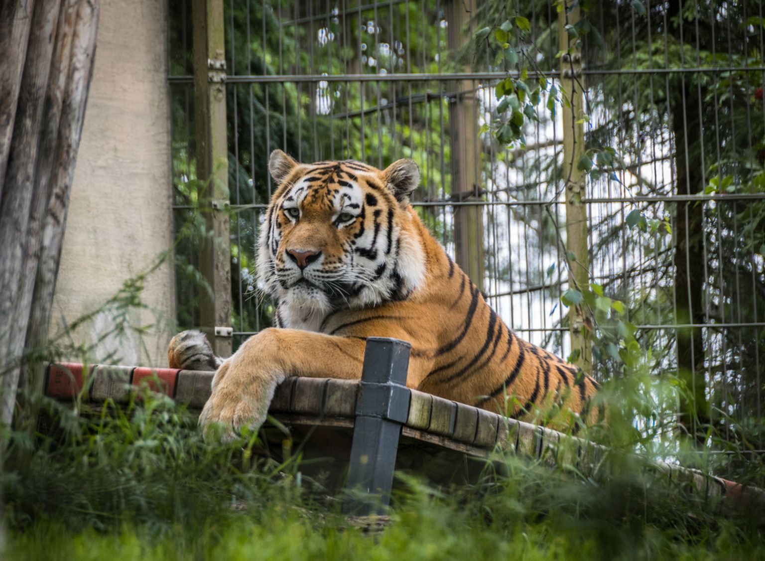 Krimmi loomaaias hammustas tiiger aastaselt lapselt sõrme