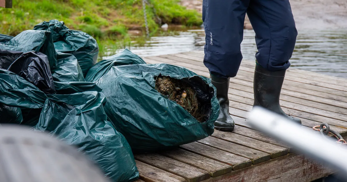 Peipsi järve puhastatakse taas vanadest kalavõrkudest