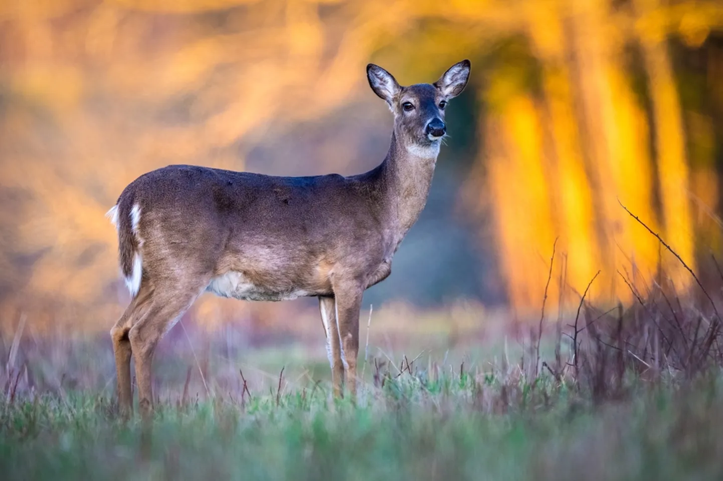 ÕUDNE Uus metsloomi ründav viirus: nad on nagu mutandid