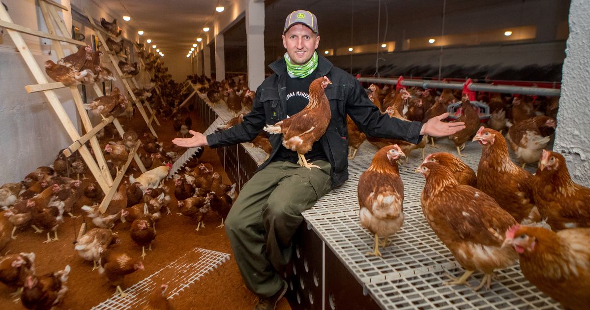 REPORTAAŽ Tanel Tang võtab kanade probleeme isiklikult