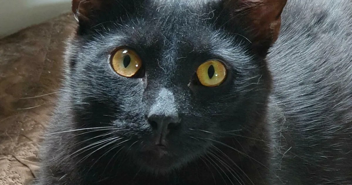 Musta kassi kuu: enamik kodu leidnunud kiisudest pühkis linnatolmu ...