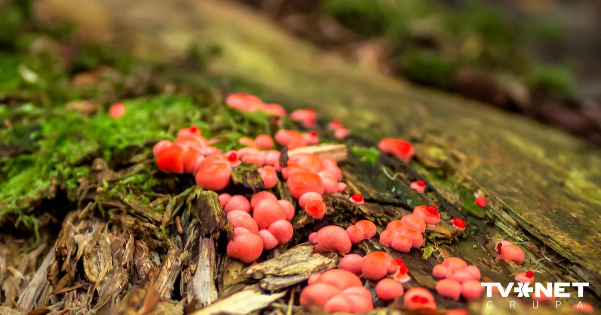 Dabas muzejs aicina uz krāšņu Latvijas gļotsēņu izstādi