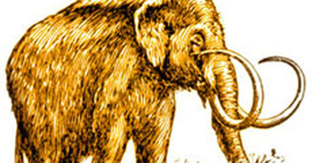 Latvijā dzīvojuši mamuti - Ekoloģija - Ziņas - TVNET