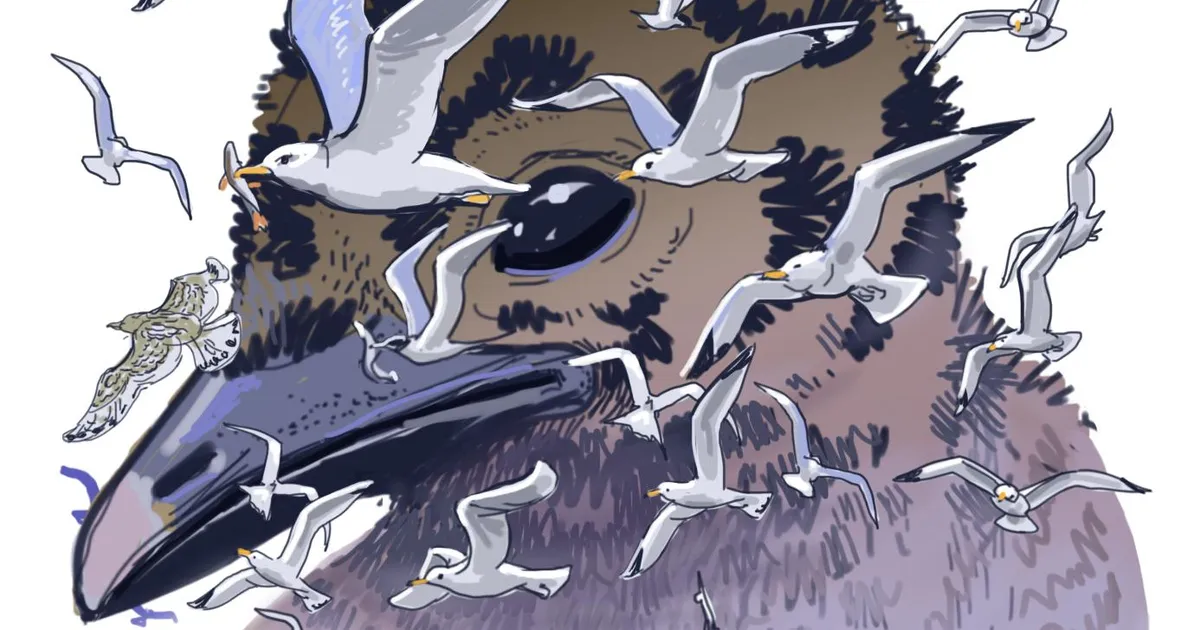 TUUL SEPP Lindude toitumisega seotud lõksud ja paradiisid