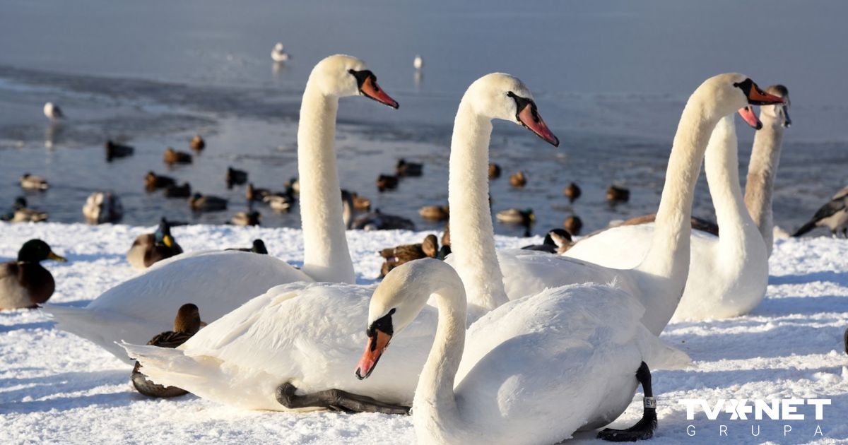 Foto: Ķengaraga promenādē pulcējas lepnie gulbji un pīles