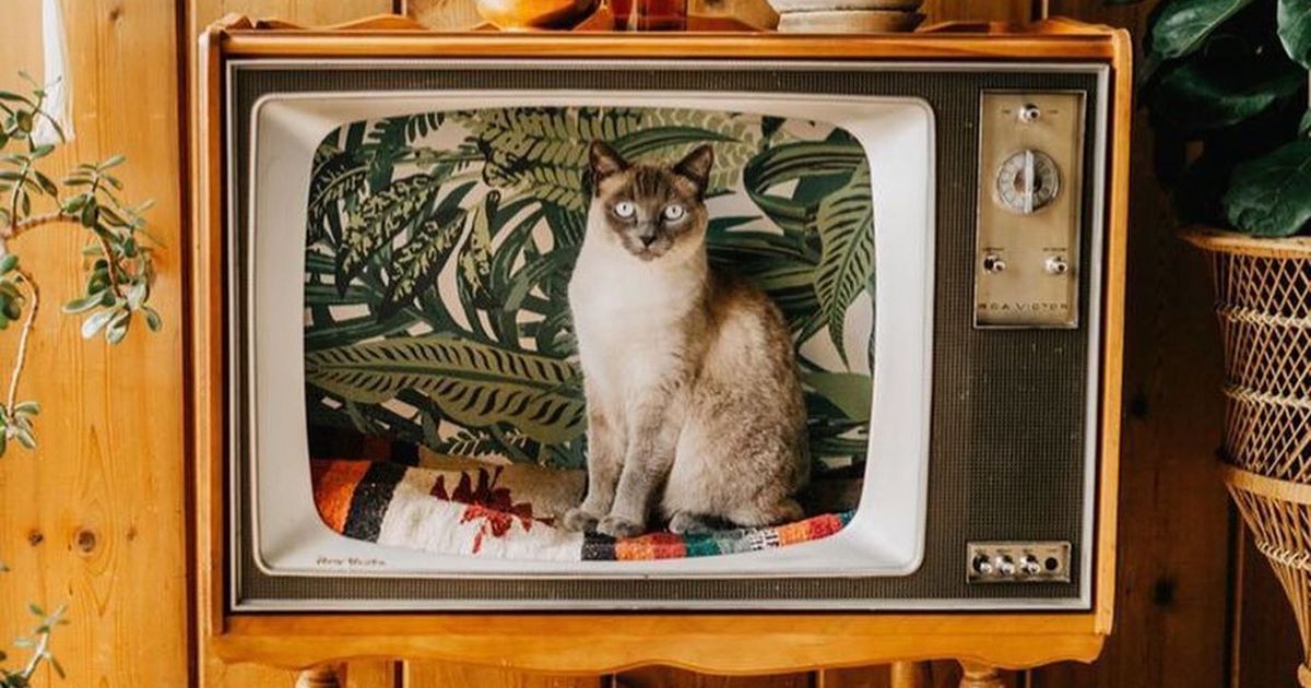Neparasta tendence: vecus televizorus pārveido par kaķu gultām ...