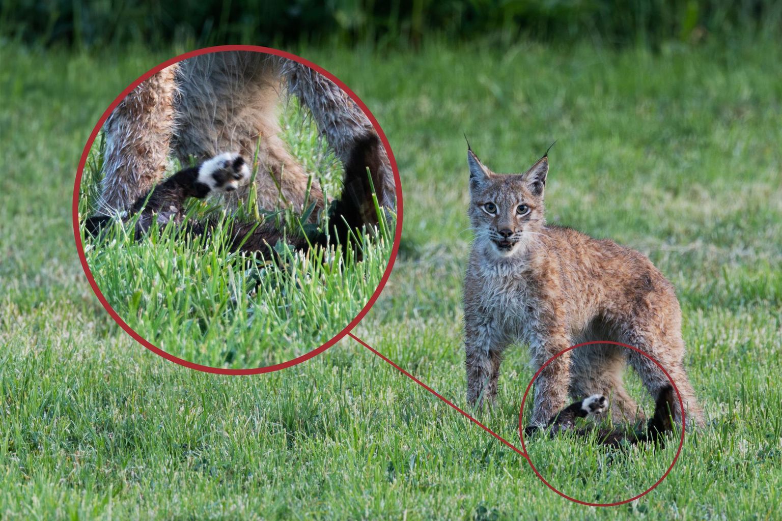 FOTOD Kass pääses imekombel ilvese käpa alt