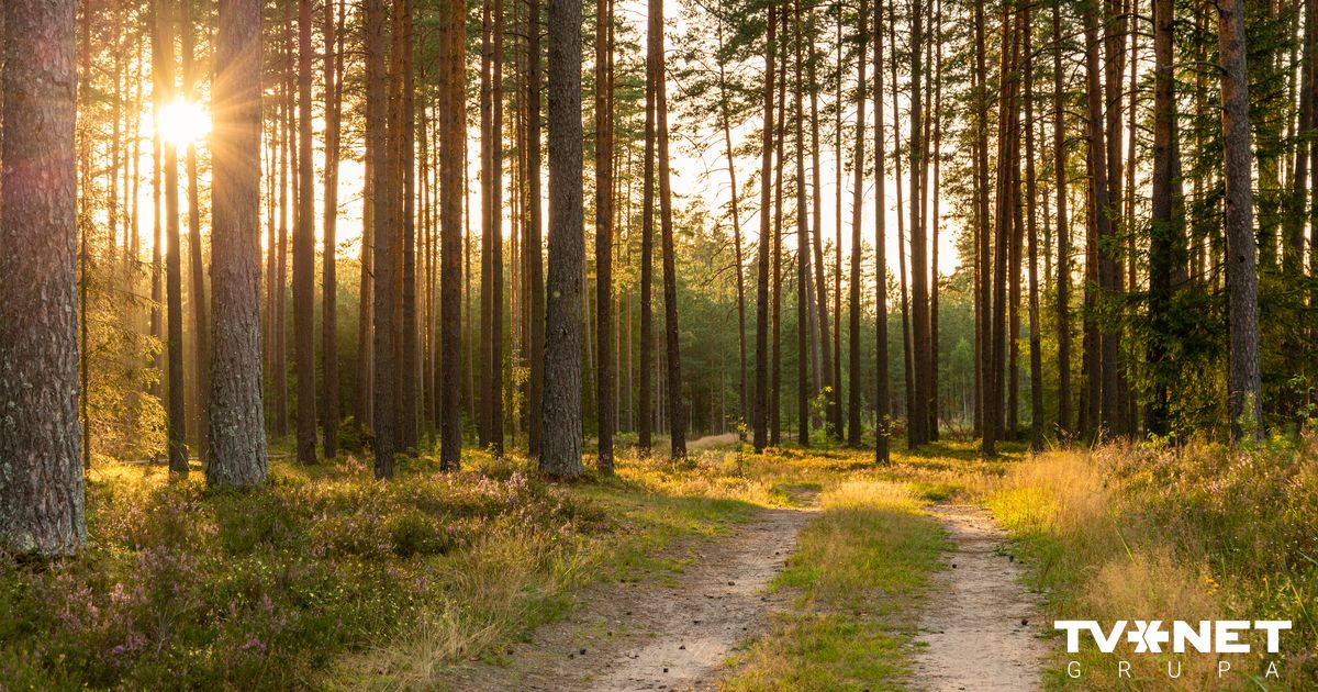 Daudzeses pagasta mežā pazudušais pusaudzis atradies sveiks un vesels