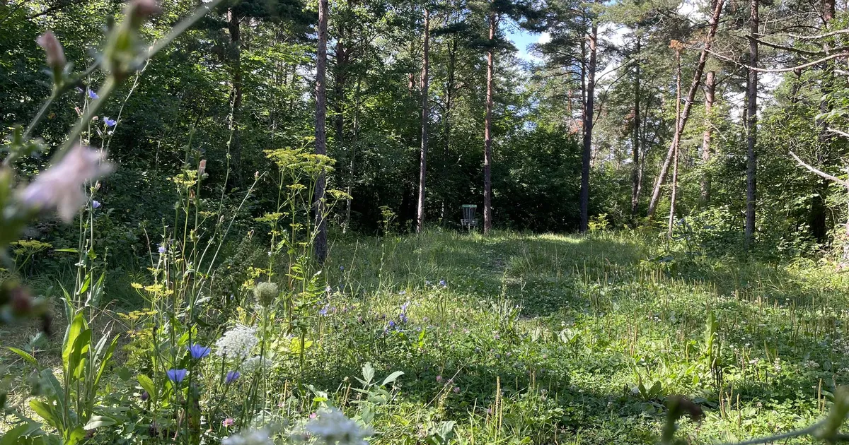 LUGEJA KÜSIB Miks vohab Musumänniku discgolfirajal hein põlvili ja ...