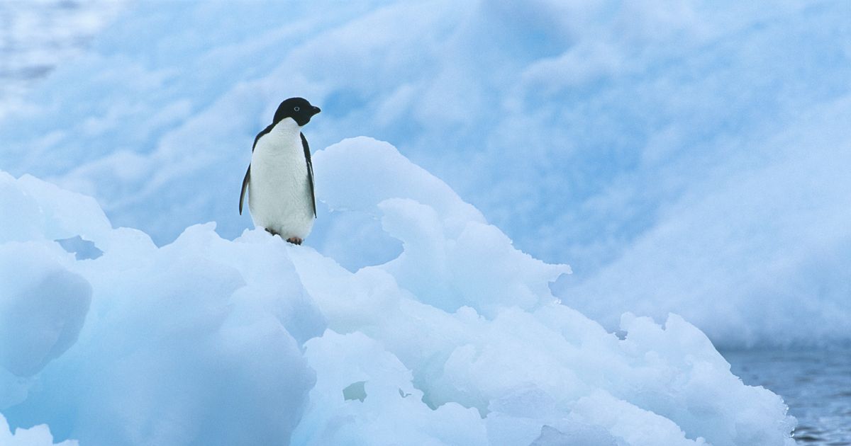 LEMMIKU TEST: Kui palju tead sa pingviinidest?